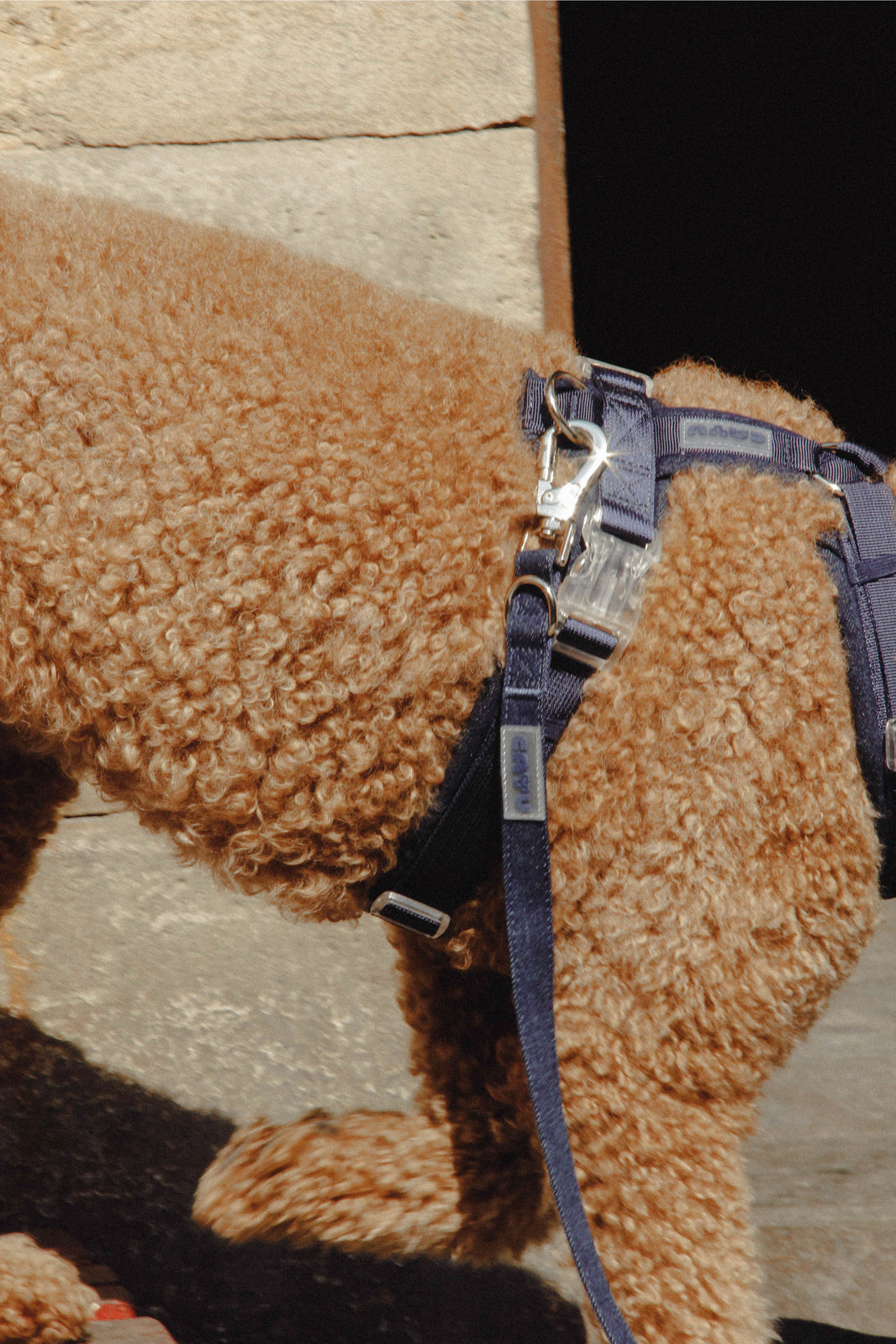 HARNAIS – CAYU CANIDES CLUB